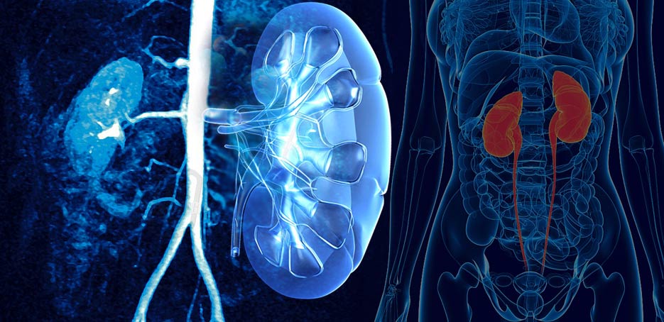 A Comprehensive Guide To Urology Common Urologic Disease And Diagnoses